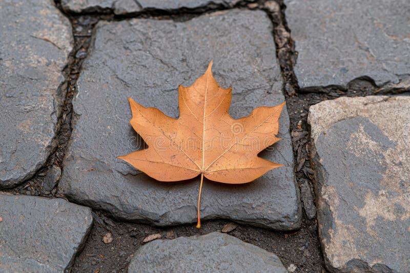 Single Brown Maple Leaf on Stone Pavement Stock Illustration - Illustration of texture, overhead ...