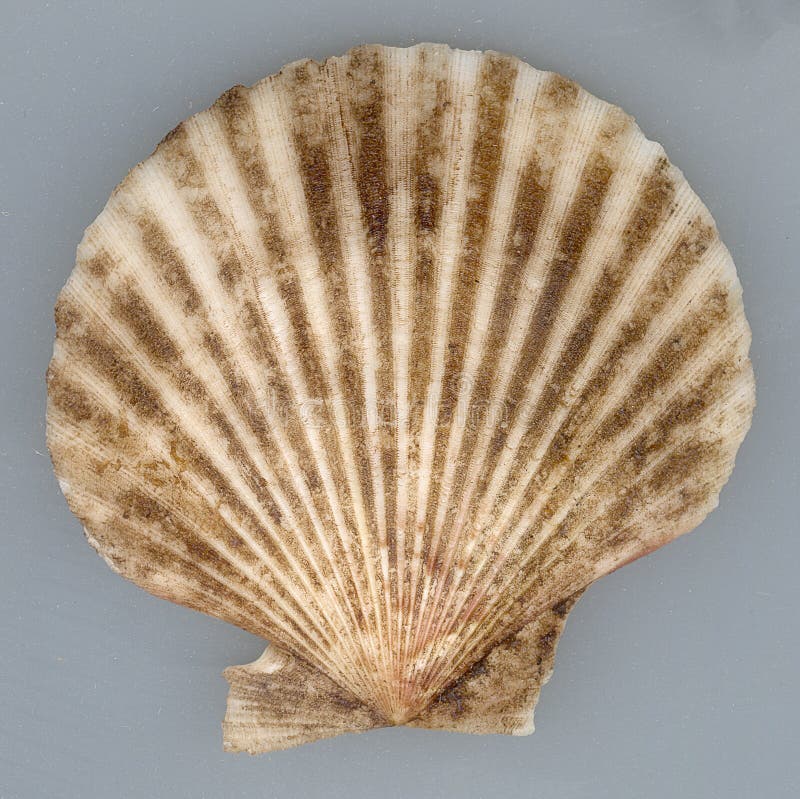 Brown Mediterranean Shell Almeja Molusco Stock Image - Image of molusco ...