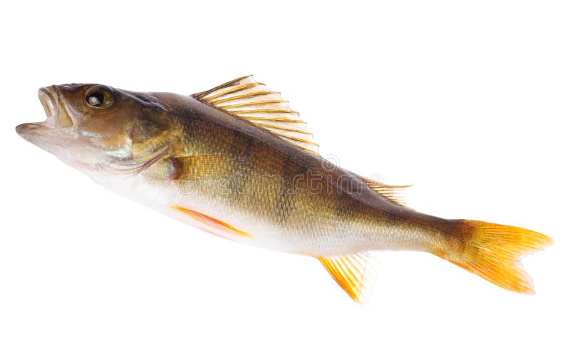 Small perch on hook stock image. Image of object, animal - 18051555