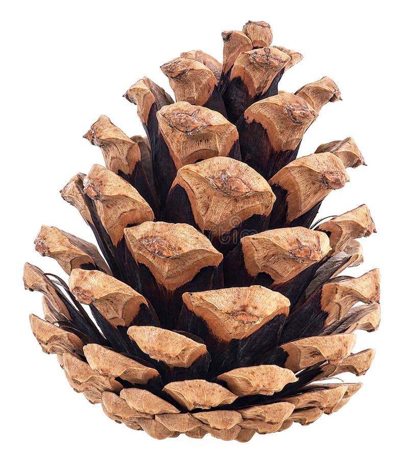 Single Brown Pine Cone Isolated on White Background. Fir Cone Stock ...