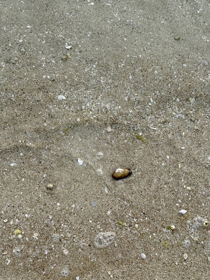 Brown Shell stock photo. Image of animal, fish, shell - 13230726