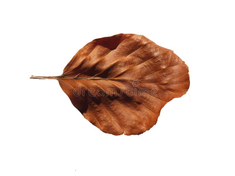 Single Brown Shiny Dry Brown Beech Leaf Isolated on a White Background ...
