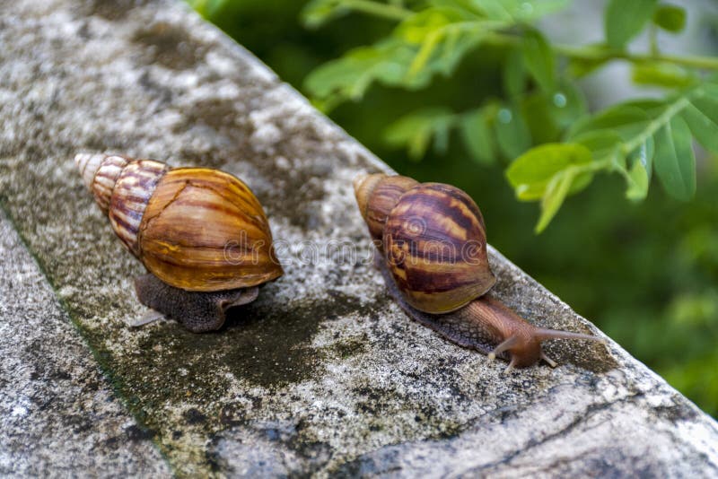 A Snail is Walking Slowly Along the Path. Stock Image - Image of ...