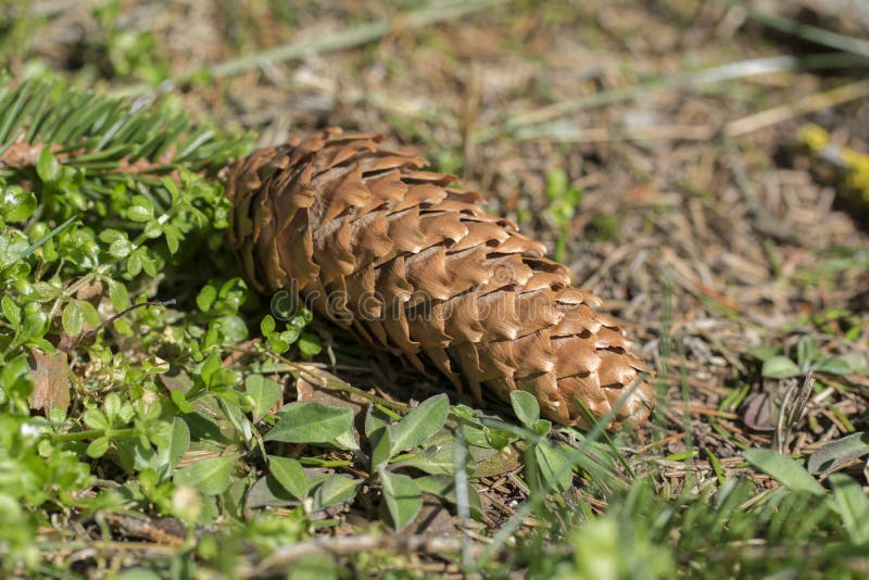 Single Brown Spruce Conifer Cone on the Ground Stock Image - Image of ...