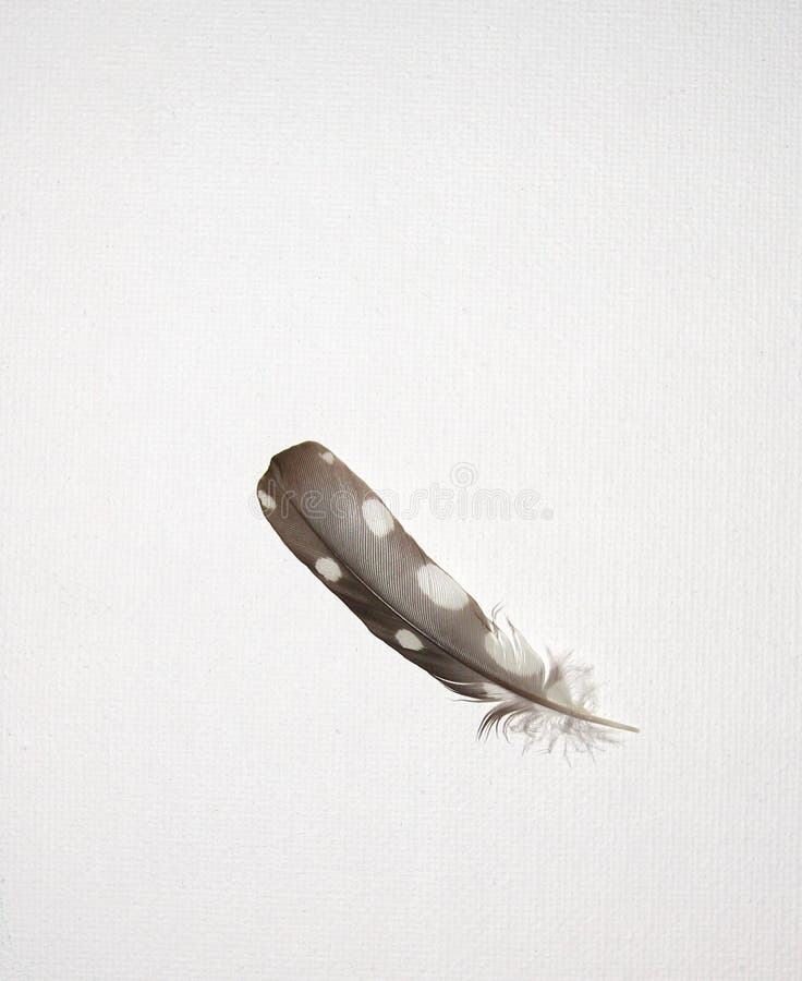 Brown and White Spotted Feather on White Linen Background Stock Photo ...