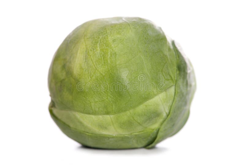 Single Sprout stock image. Image of nutritious, white - 16675573