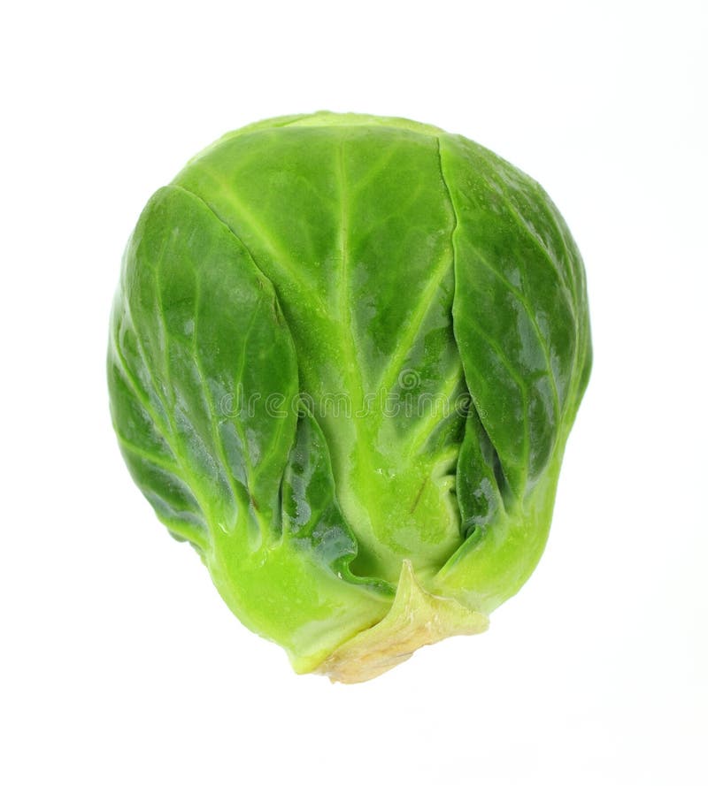 Single Brussels Sprout stock photo. Image of variety - 16030390