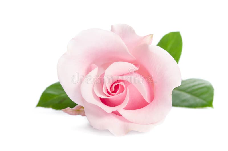 Single bud of pink rose stock image. Image of single - 99356471