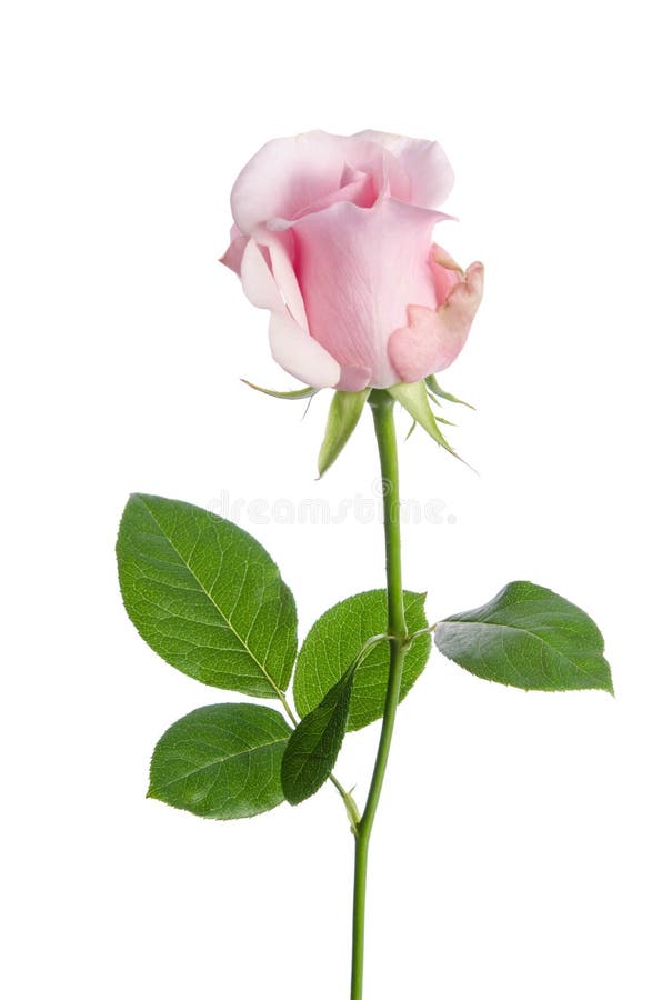Single bud of pink rose stock photo. Image of fragile - 97407512