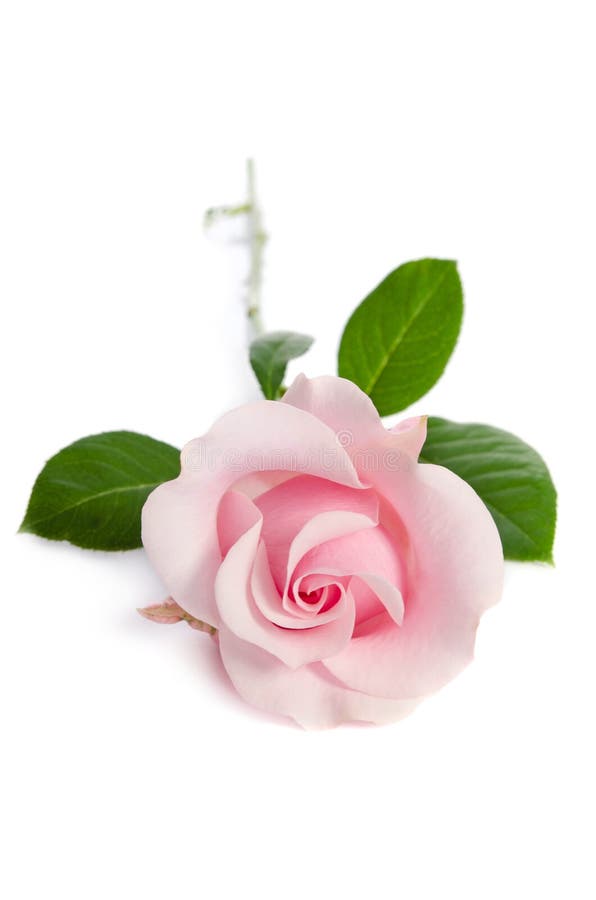 Single bud of pink rose stock image. Image of celebration - 97407517