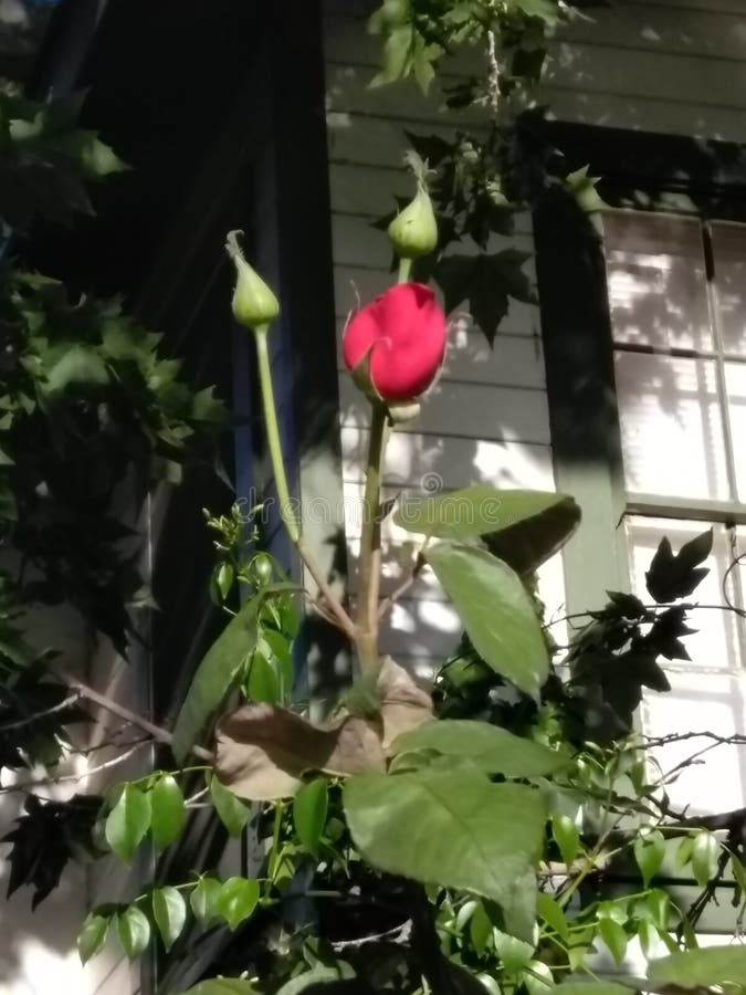 Single bud stock image. Image of bloom, single, rose - 119734113