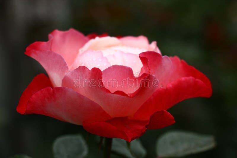 Single bud of a rose. stock photo. Image of floral, grey - 130547864