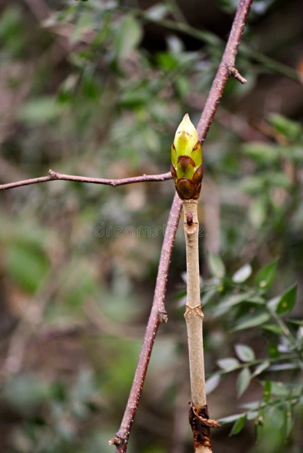 Single bud stock image. Image of spring, bloom, tall - 89085209