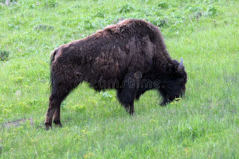 Single buffalo stock photo. Image of outside, west, horns - 16110538