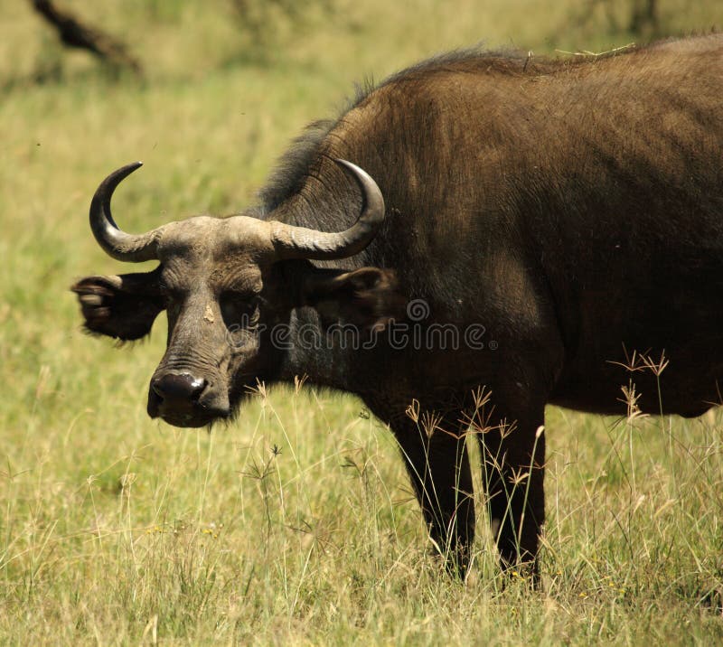 Single Buffalo Picture. Image: 5447382