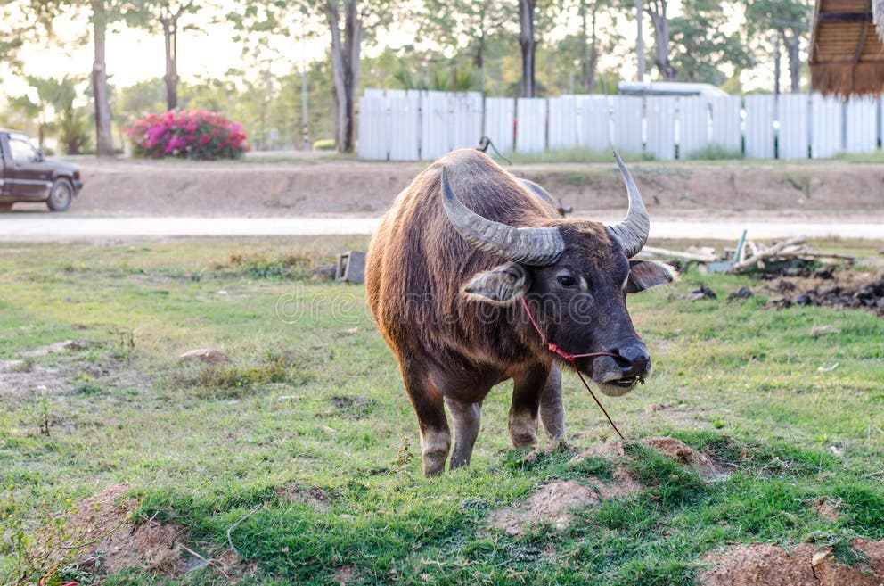 Single Buffalo Bind Standing on the Field Stock Photo - Image of muscle ...