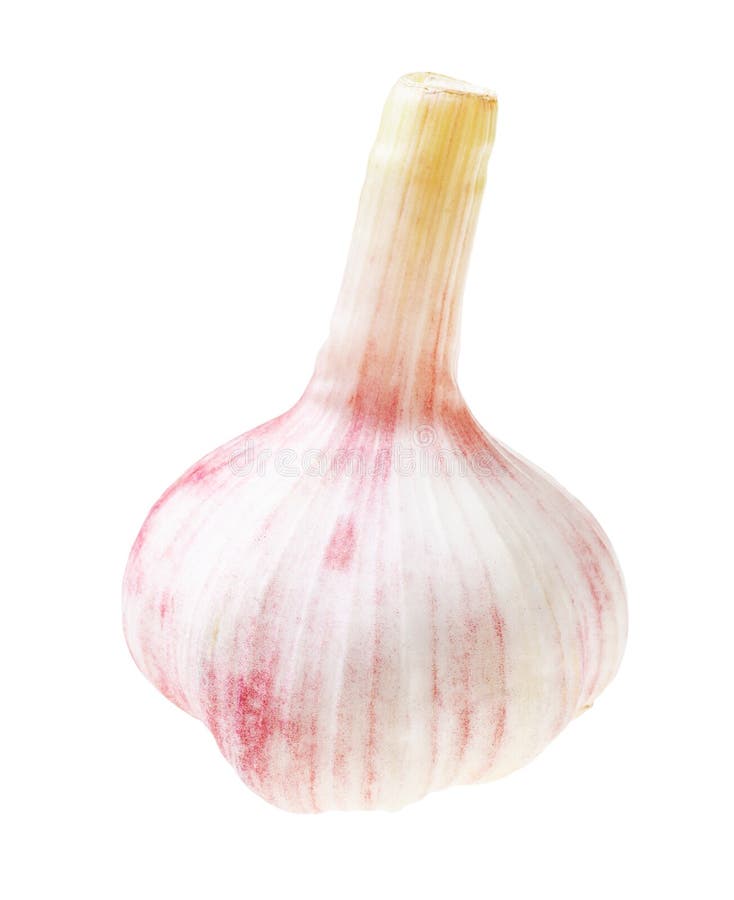 Single Bulb of Fresh Young Garlic Isolated Stock Image - Image of young ...