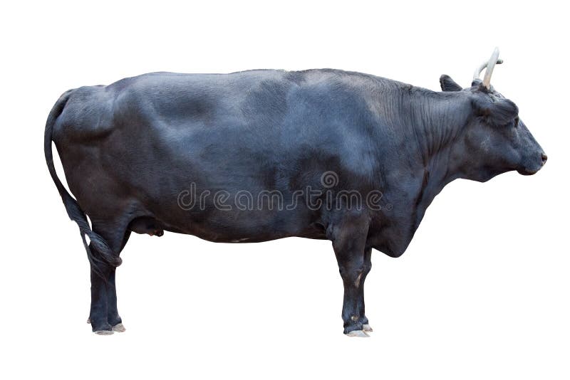 Black Color Bull Isolated on White Stock Photo - Image of animal, hoof ...