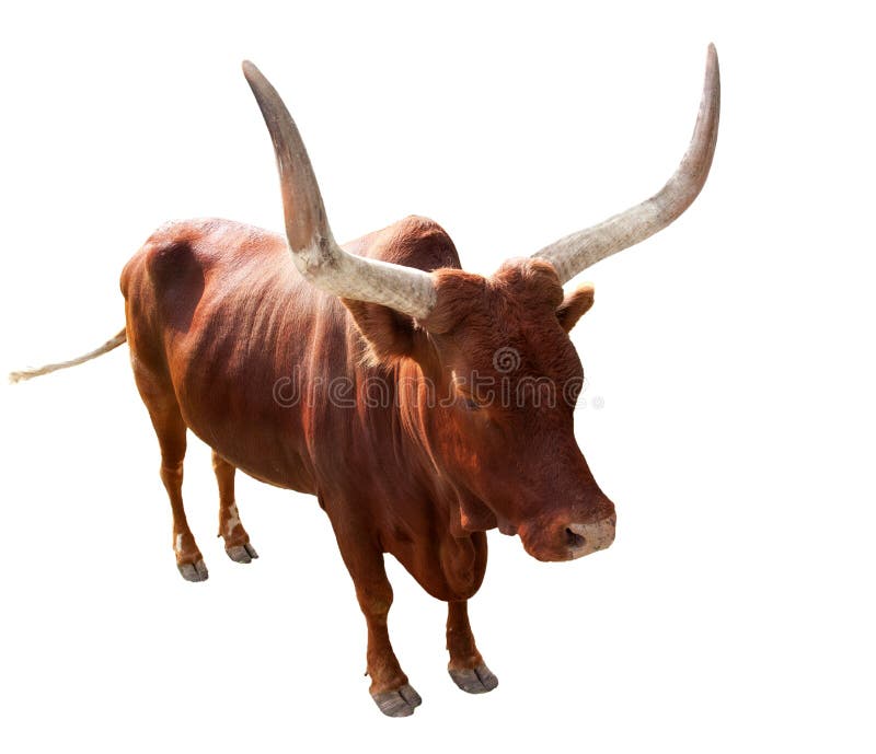 Single Bull with Large Horns Stock Image - Image of single, horn: 25181099