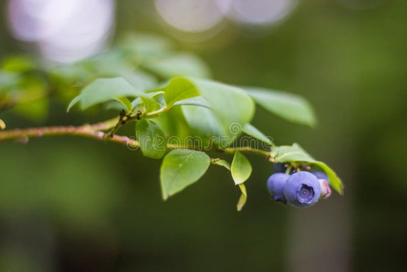 Single Bunch on Blueberry Bush Stock Photo - Image of food, blueberry ...