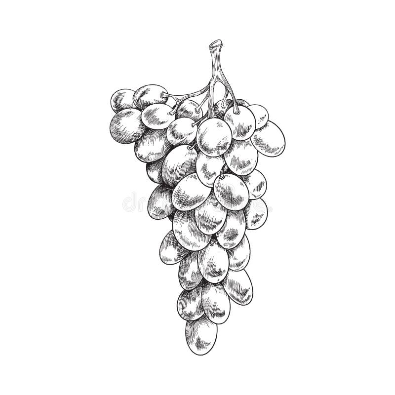 Single Grapevine Stock Illustrations – 213 Single Grapevine Stock ...