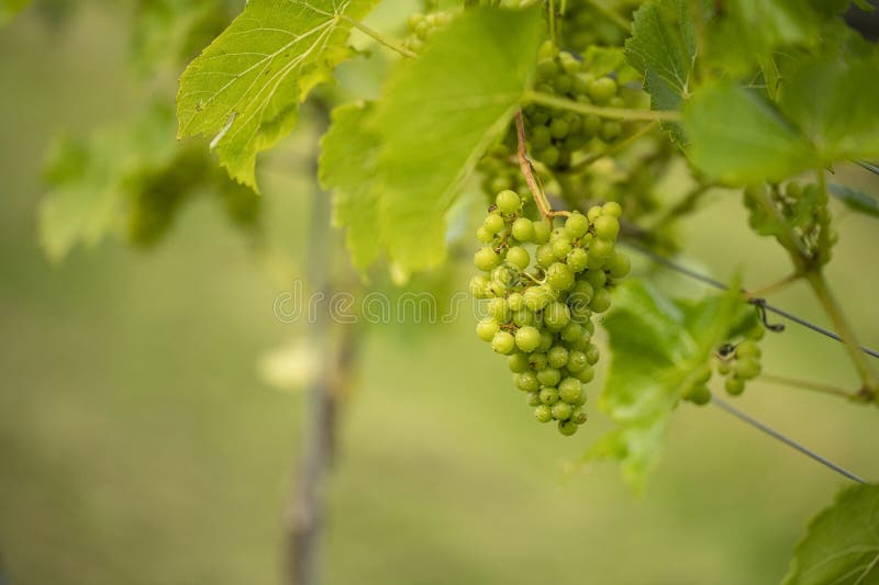 Single bunch of grapes stock photo. Image of vine, fruit - 329547048