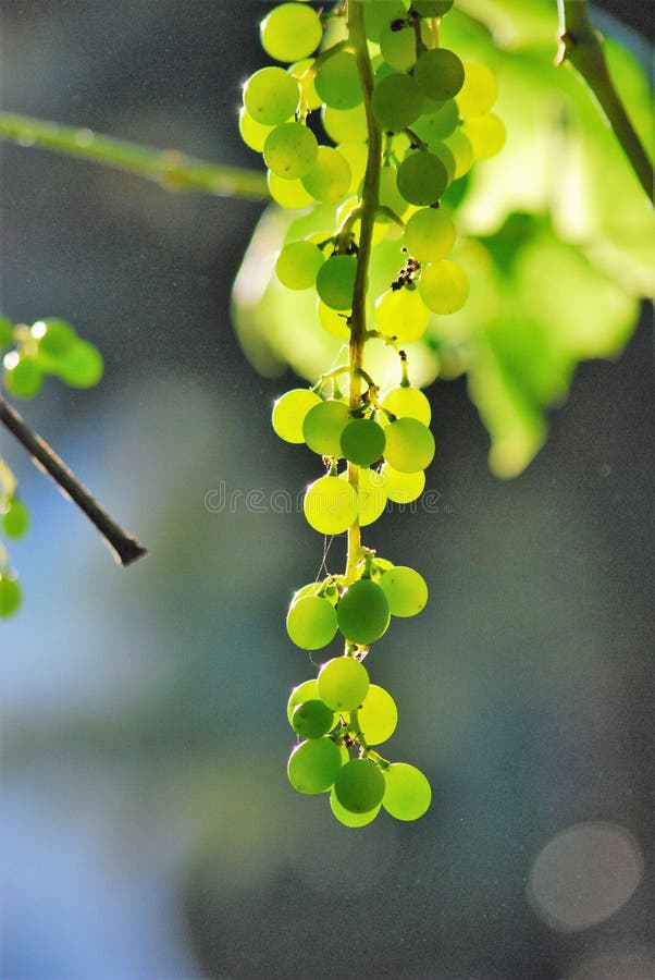 Single Bunch of Grapes on Vine Stock Image - Image of color, food ...