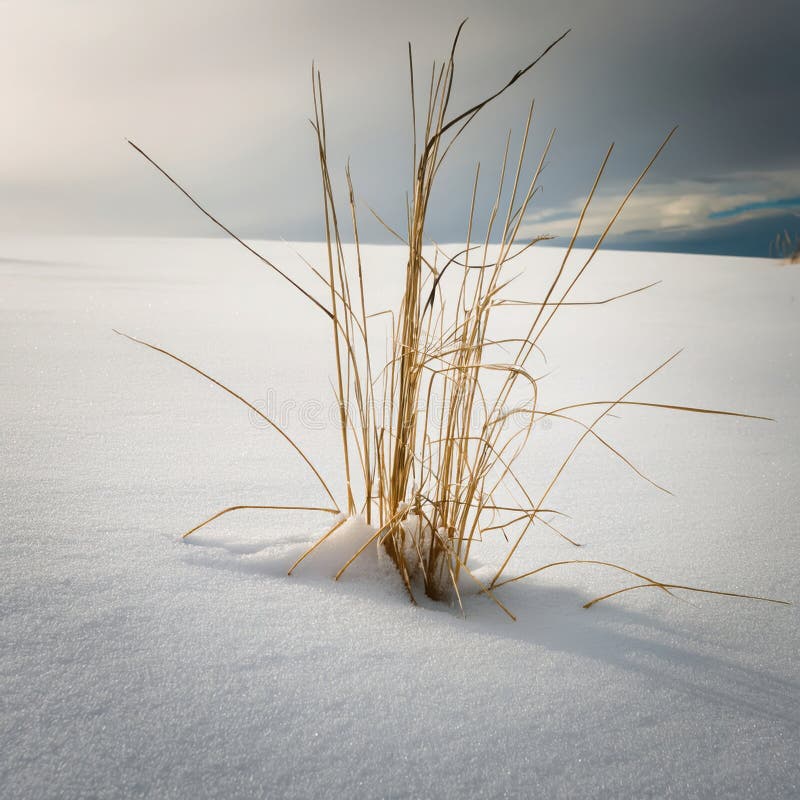 Single Bunch of Grass in Deep Snow Stock Illustration - Illustration of ...