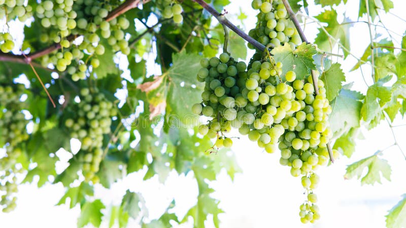 Single Bunch of Green Grapes on Vine Stock Photo - Image of bunch ...
