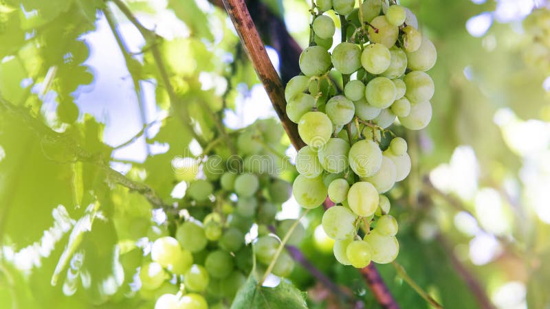 Single Bunch of Green Grapes on Vine Stock Photo - Image of black ...