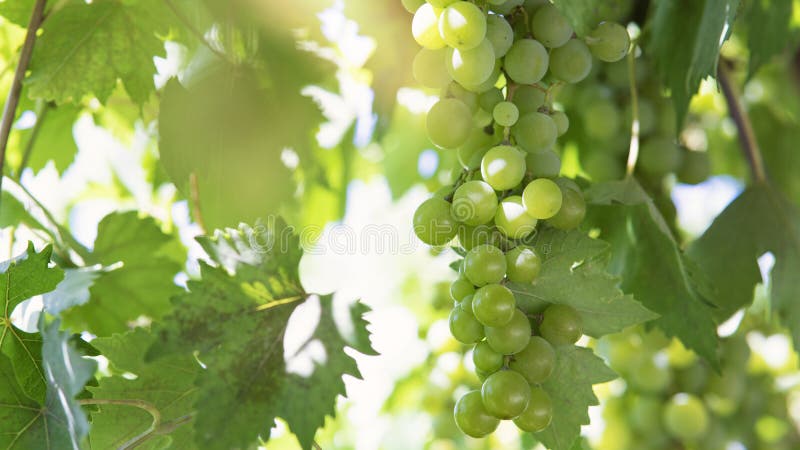 Single Bunch of Green Grapes on Vine Stock Image - Image of autumn ...