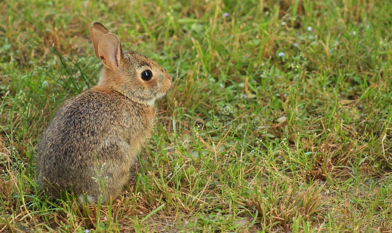 Bunny of the left stock image. Image of rabbit, brown - 172577267