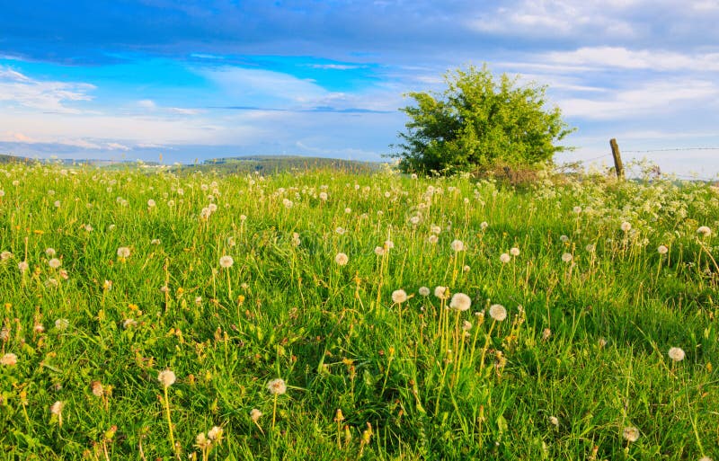 Single bush and blue sky. stock image. Image of country - 93477541