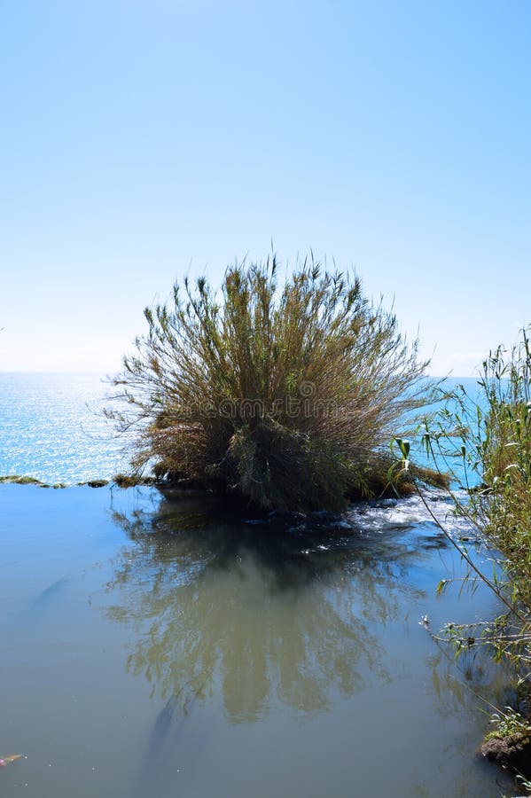 A Single Bush on the Border of River and Sea Stock Photo - Image of ...