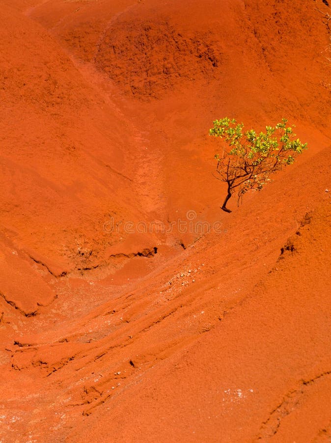 Single Bush in Dry Red Rocks Stock Image - Image of sandstone ...