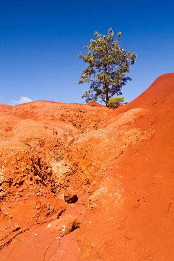 Single Bush in Dry Red Rocks Stock Photo - Image of hawaii, beauty ...