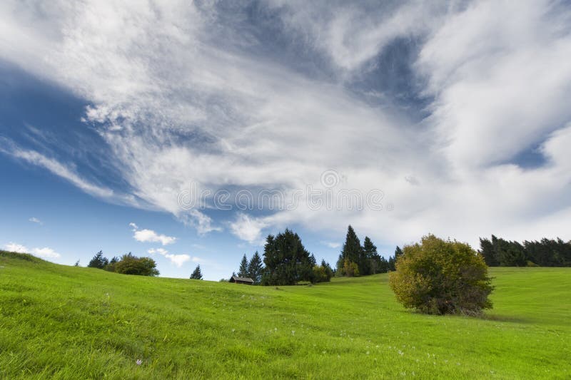 Single Bush at Mountain Meadow with Fresh Green Gr Stock Image - Image ...
