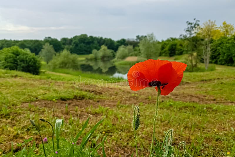 A Single Bush with Poppy Flowers Grows in a Meadow Stock Photo - Image ...