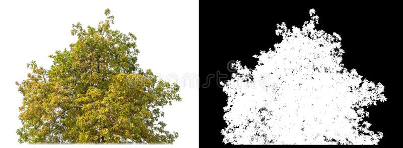 2,684 Single Bush Tree Isolated White Background Clipping Path Alpha ...