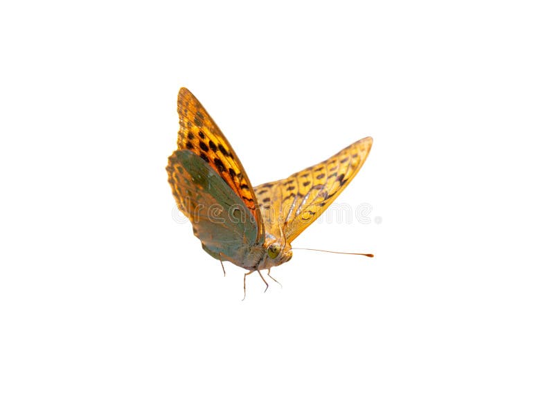 37,085 Butterfly Flying Photos - Free & Royalty-Free Stock Photos from ...