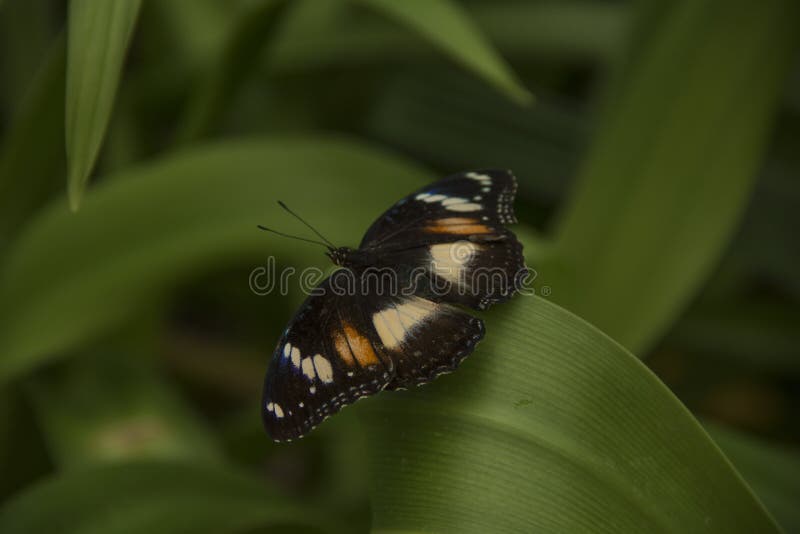 Single Dark Wing Butterfly Sitting Stock Image - Image of sitting ...
