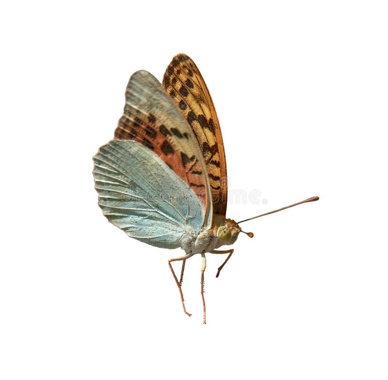 950+ Single butterfly Free Stock Photos - StockFreeImages