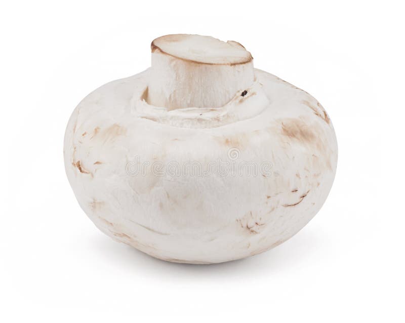 Single Button Mushroom stock photo. Image of popular - 36002994