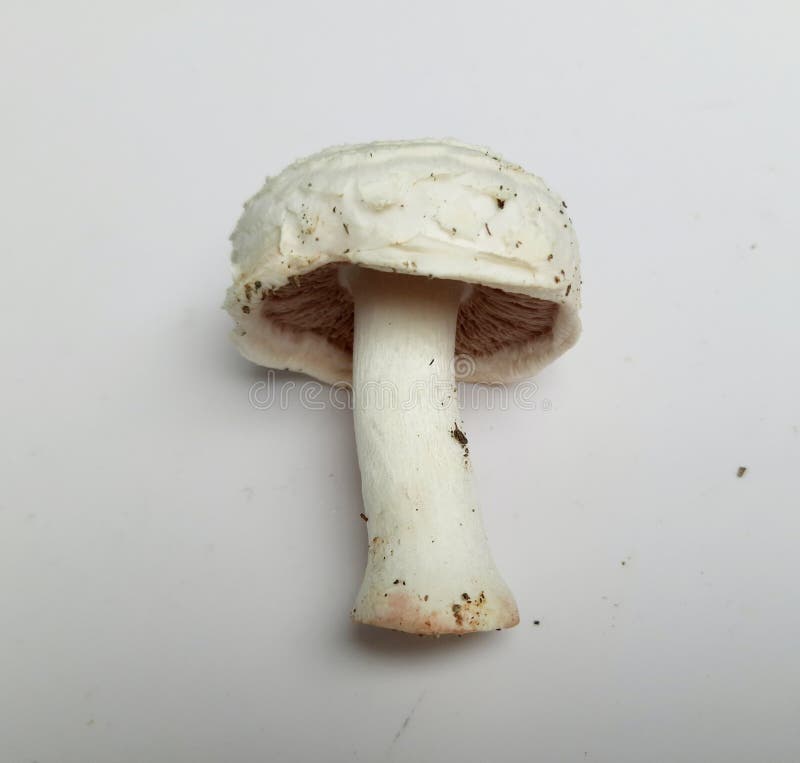 Single button stock photo. Image of component, button - 1054278