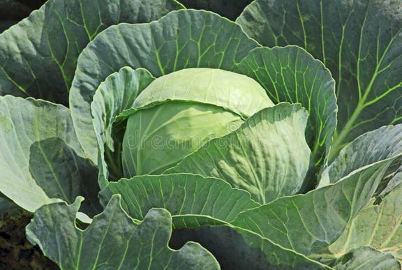 Single Cabbage stock image. Image of rows, plants, garden - 36013735