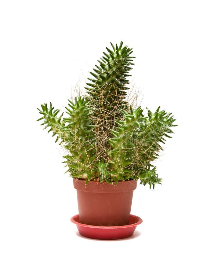 Single Cactus Mammillaria with Pink Flowers Stock Image - Image of ...