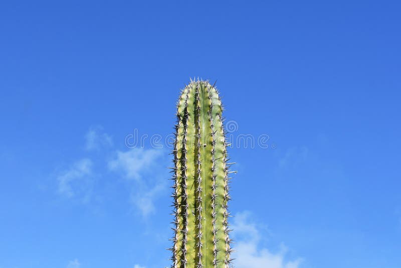 Single Cactus and a Blue Sky Stock Image - Image of arizona, closeup ...