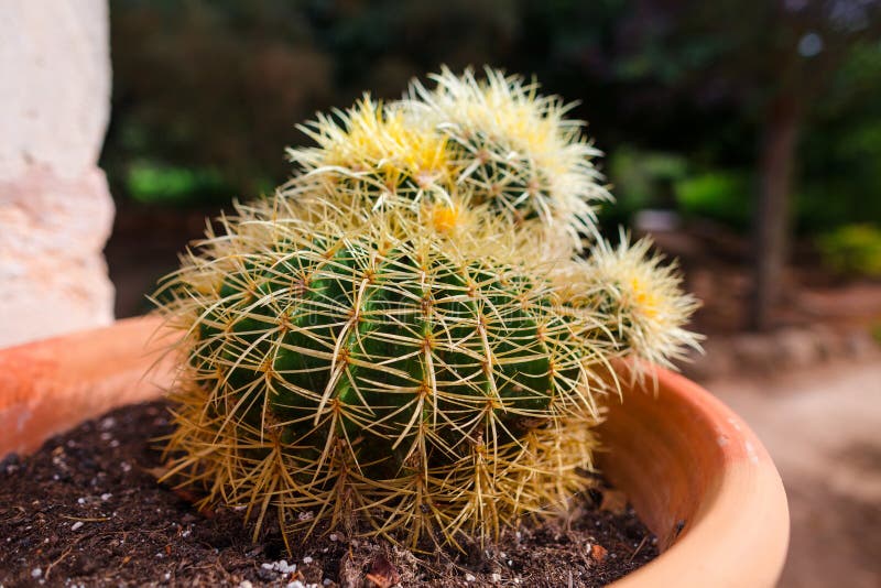 Single cactus stock image. Image of aloe, healthy, garden - 85320025
