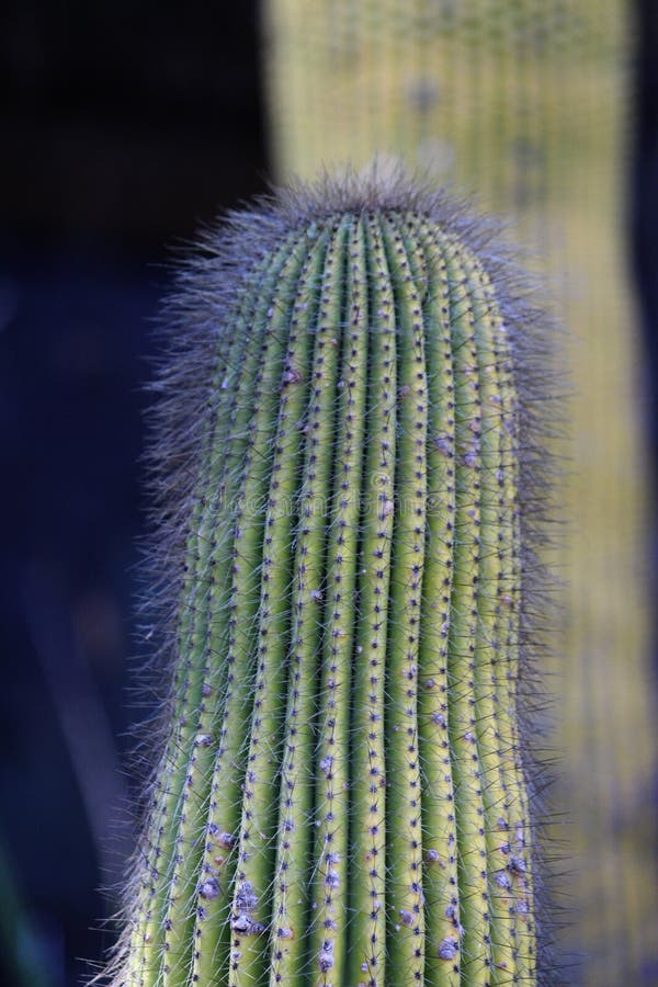 Single Cactus with Long Fine Thorns Stock Photo - Image of botanical ...