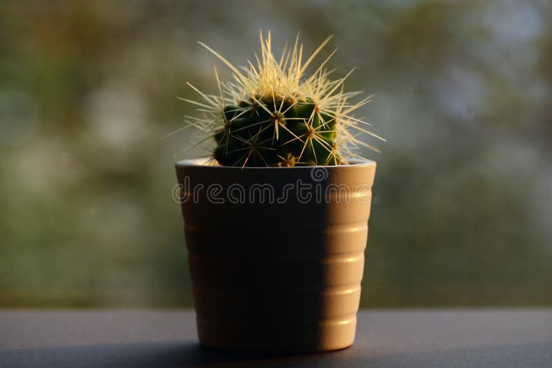 Single Cactus Plants Sit on Window Stock Photo - Image of floral ...